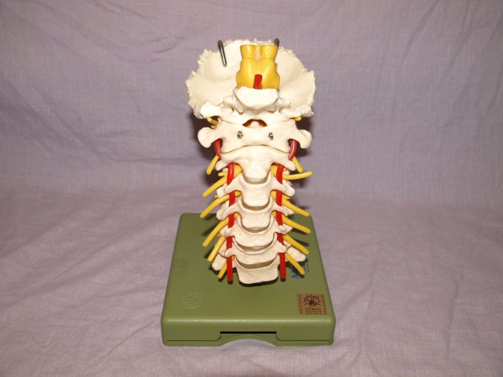Somso Neck Spine Professional Anatomical Model, Adam Rouilly.