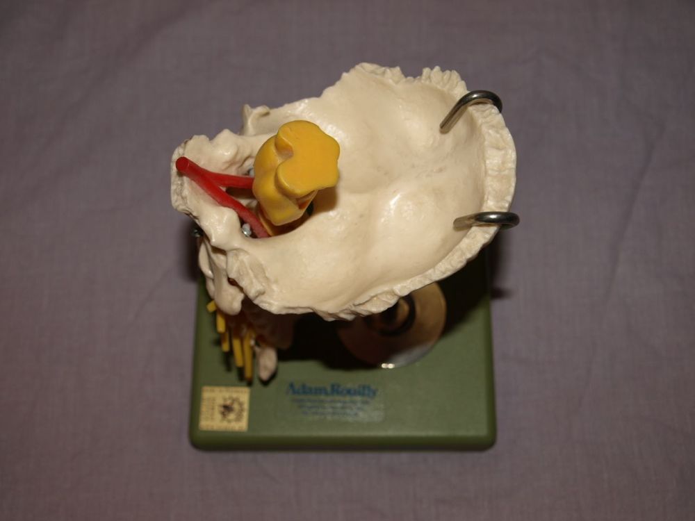 Somso Neck Spine Professional Anatomical Model, Adam Rouilly.