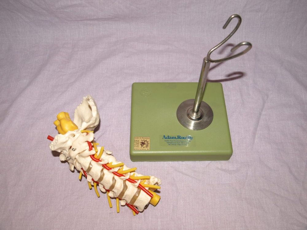 Somso Neck Spine Professional Anatomical Model, Adam Rouilly.