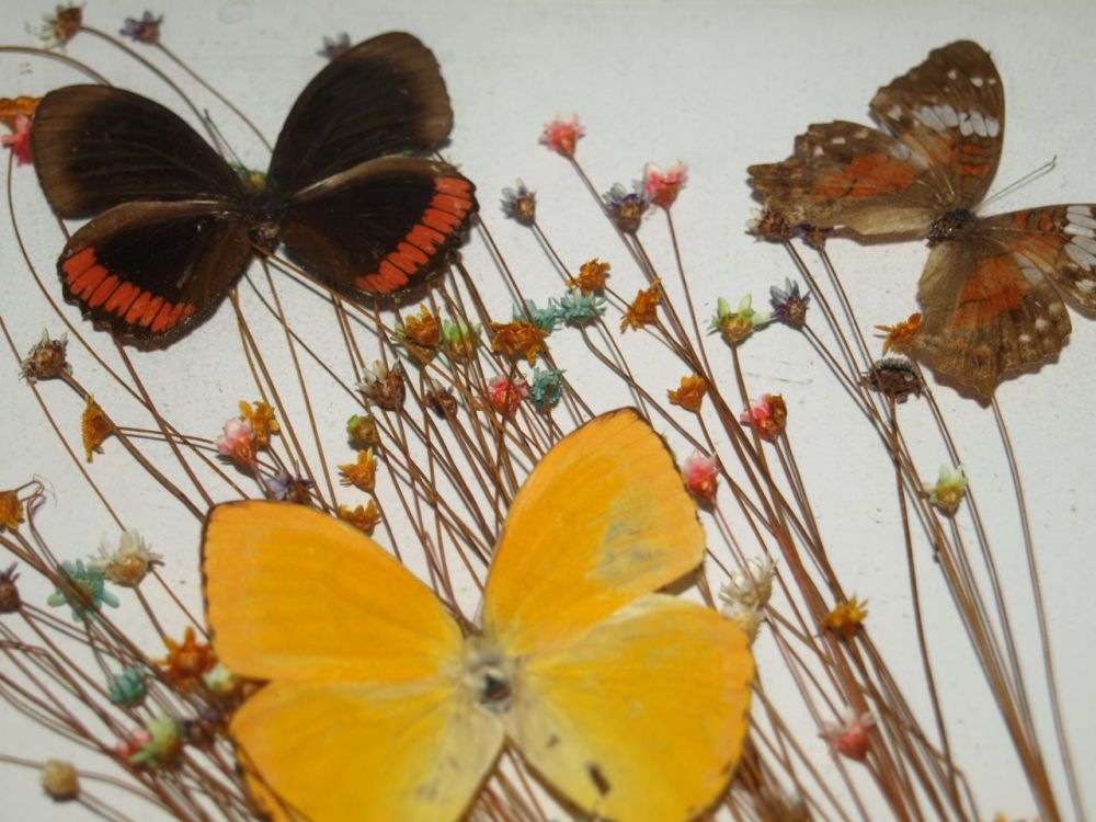 Vintage Mounted Butterflies in Frame.