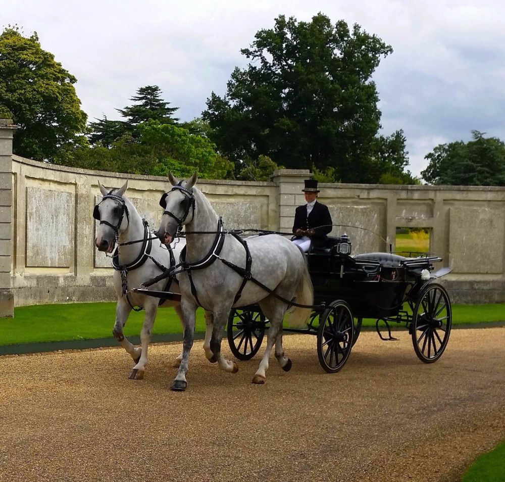 Stunning classic horse & carriages for weddings, Beautiful matched ...