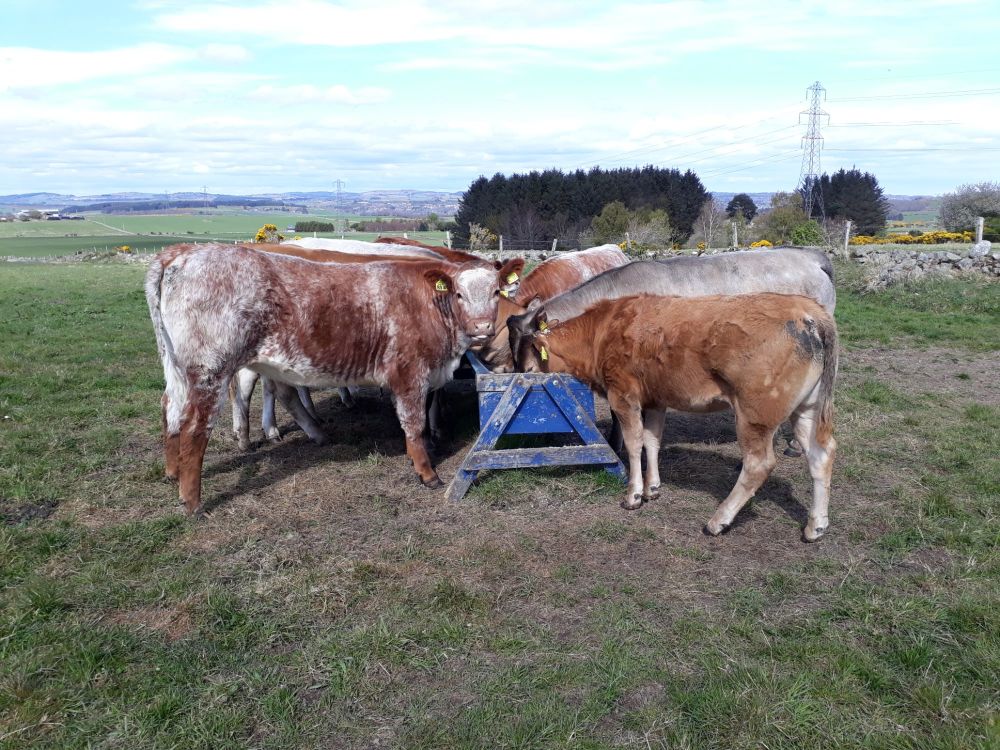 Hardhillock Bazadaise Cattle