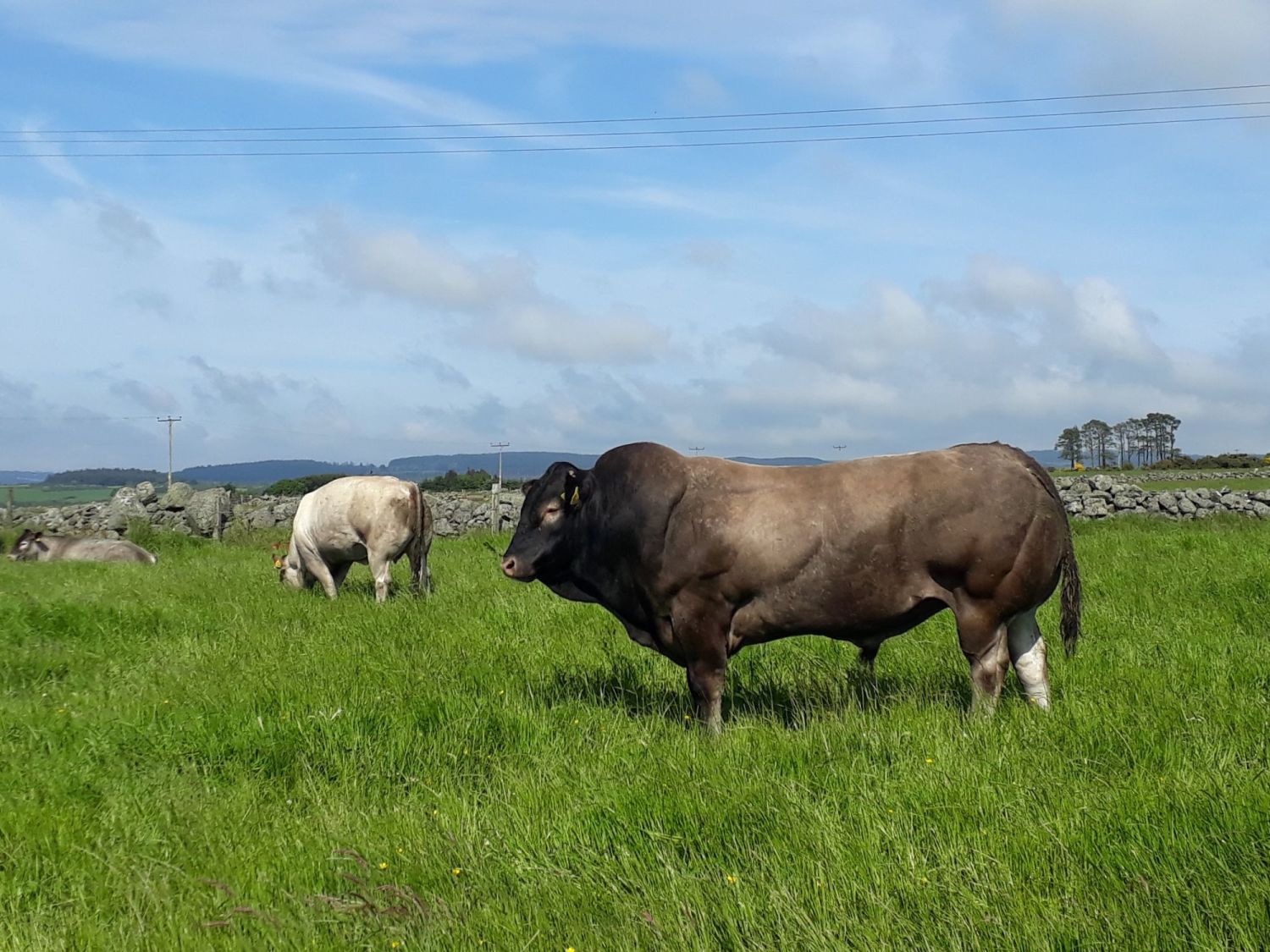 Hardhillock Bazadaise Cattle