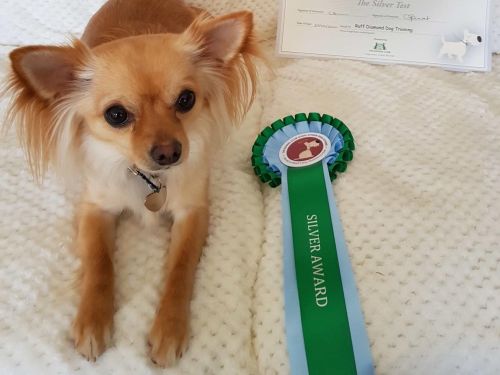 Kennel Club Good Citizen Dog Scheme
