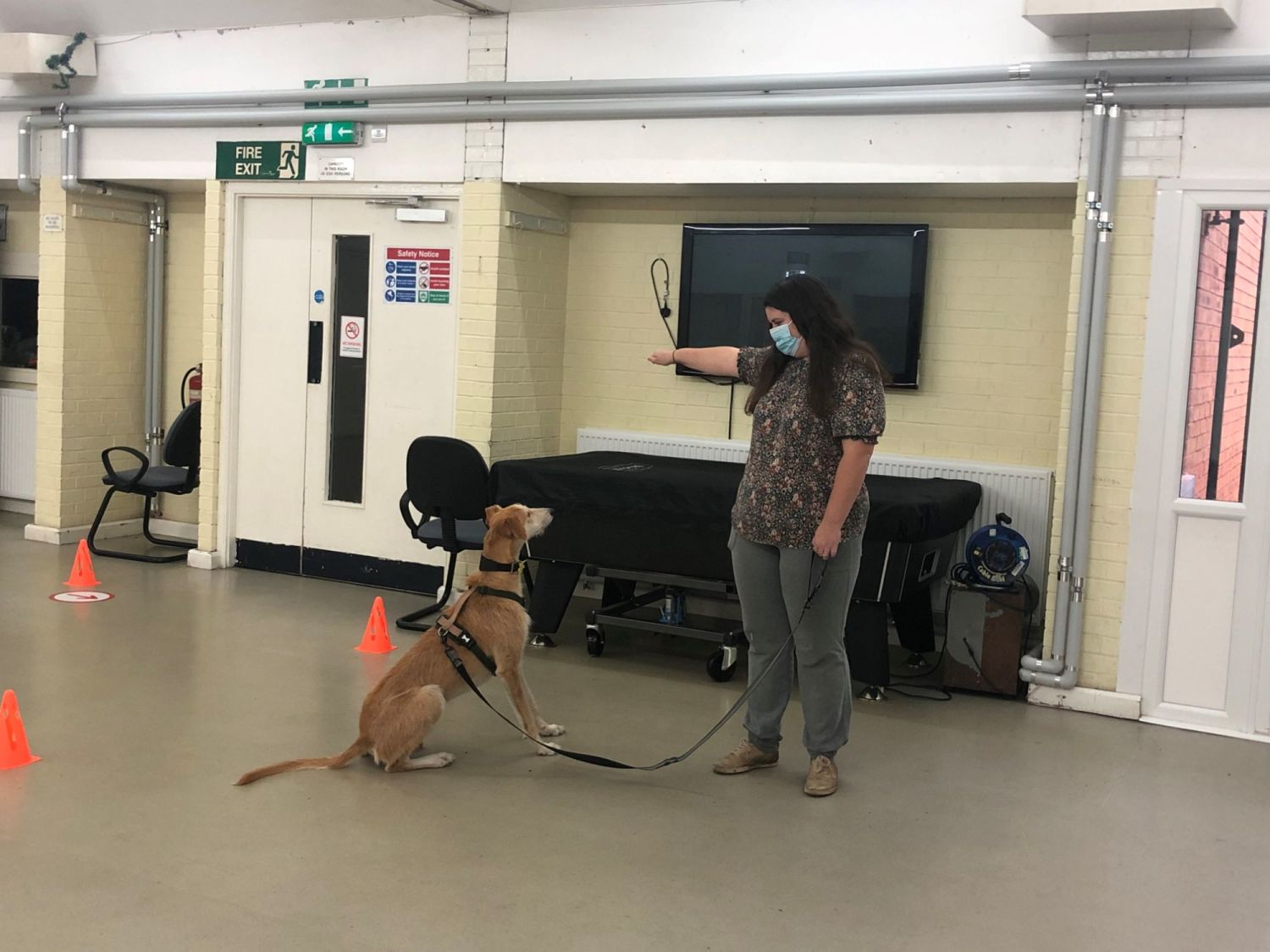 Ruff Diamond Dog Training Course Dates and Prices