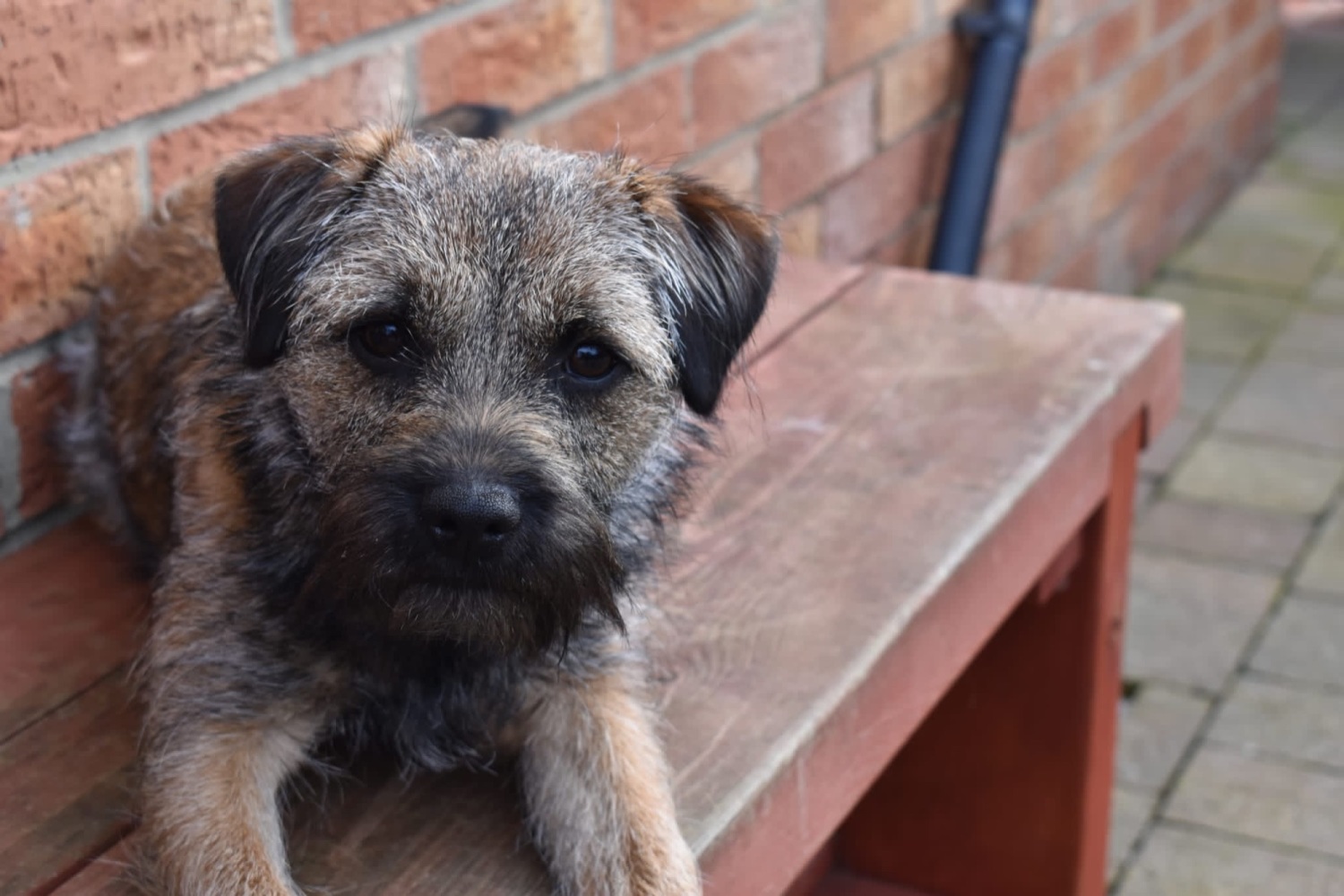 Behaviour Sessions | Newcastle