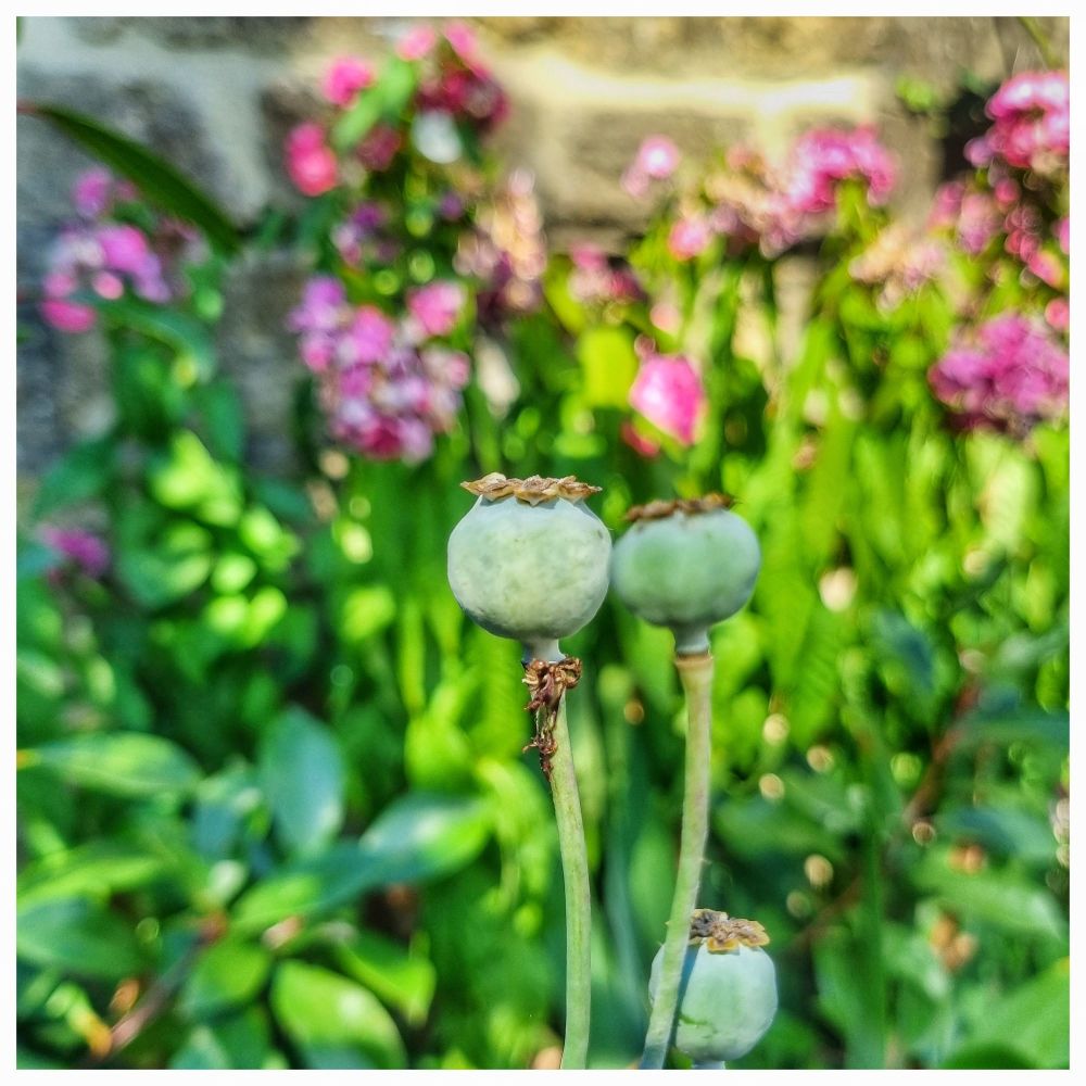 I am not a gardener - The Blog