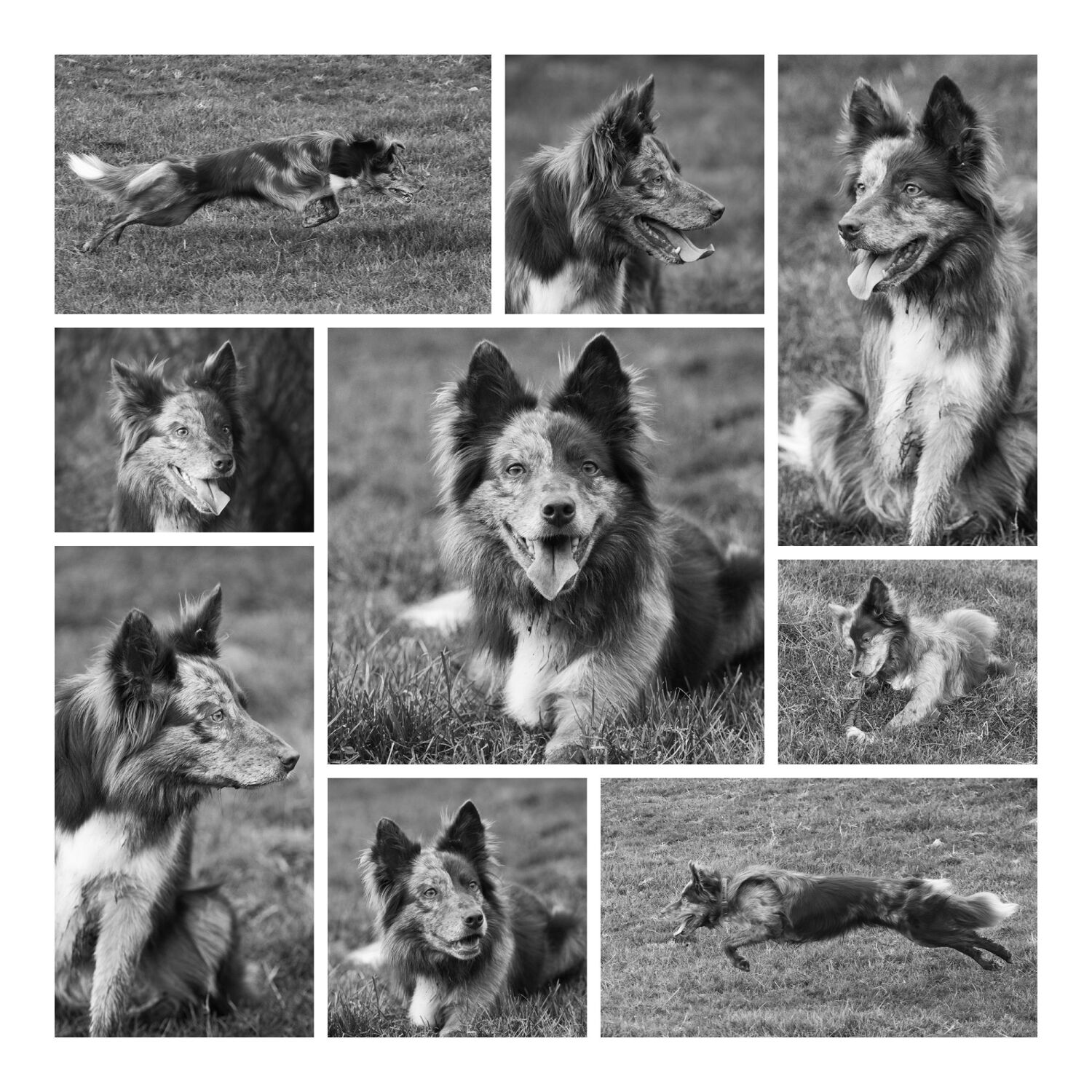 Tripawd Superdogs Tripawd Superdogs