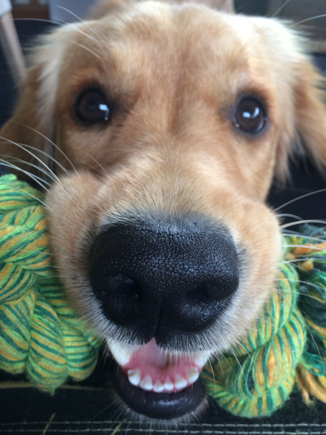 Information about ceramic artist Lucy Kite at Blue Fish Studios