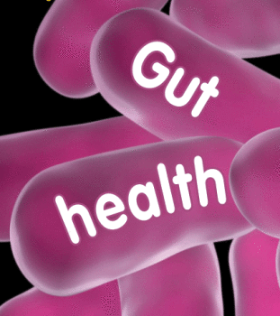 NUTRITION STRATEGIES TO SUPPORT GUT HEALTH AFTER ANTIBIOTICS