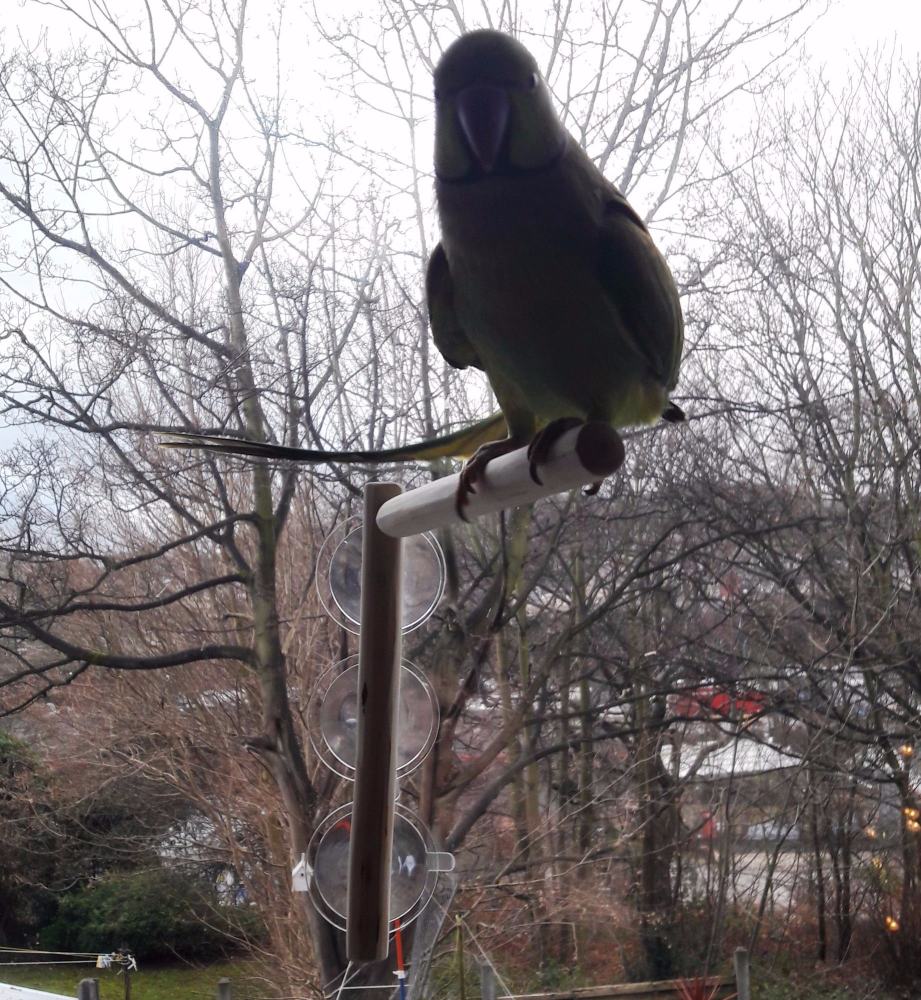 Window Perches, for small to medium parrots also perfect for adding to ...