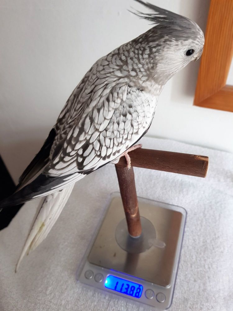 Parrot Weighing Perch with suction pad