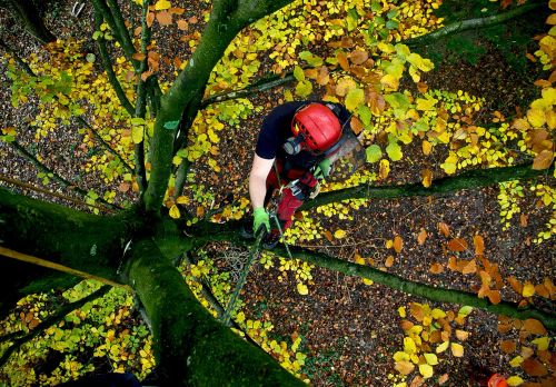 Professional Tree Surgeon, Arborist & Tree Care Specialist - Sheffield