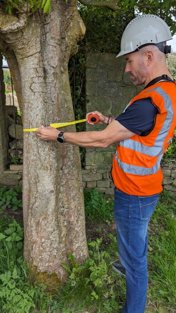 Tree Surveys & Consultancy | BS5837 | Treefellas Arboriculture
