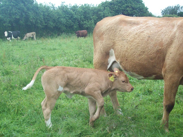 British Bazadaise Cattle Society
