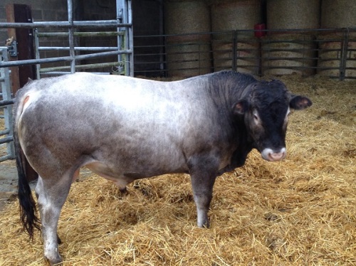 British Bazadaise Cattle Society
