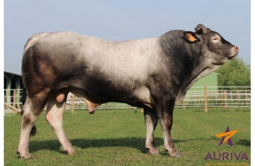 British Bazadaise Cattle Society