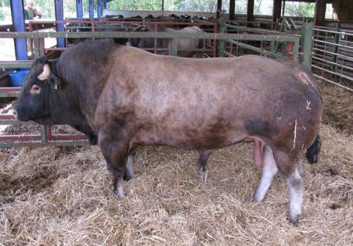 British Bazadaise Cattle Society