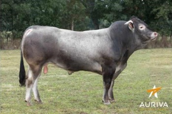 British Bazadaise Cattle Society