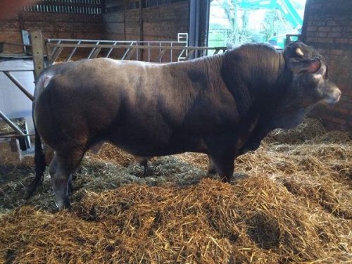 British Bazadaise Cattle Society