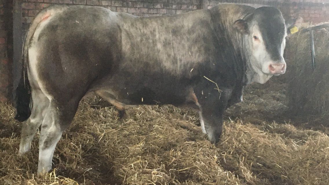 British Bazadaise Cattle Society