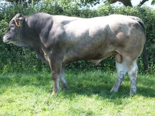 British Bazadaise Cattle Society
