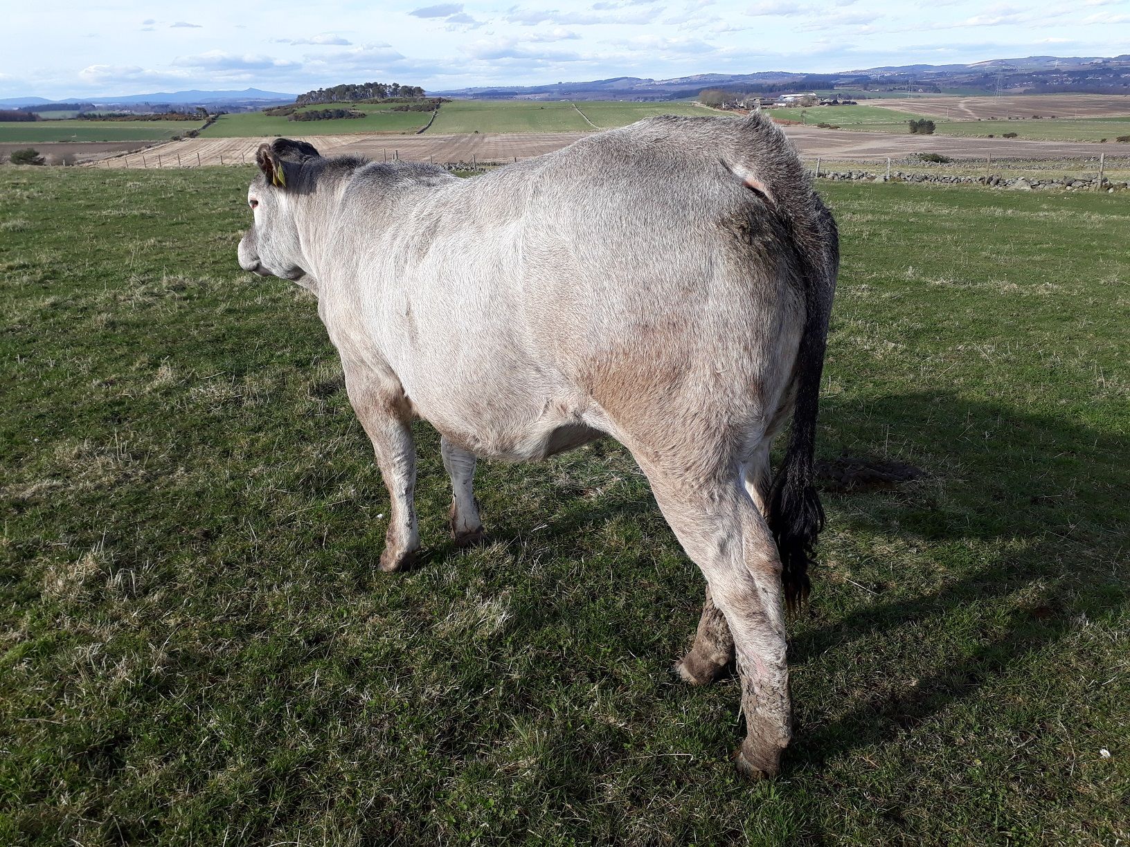 British Bazadaise Cattle Society