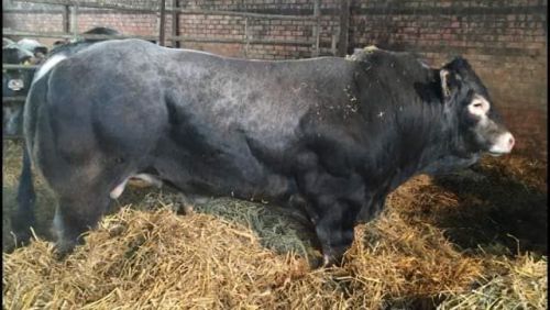 British Bazadaise Cattle Society