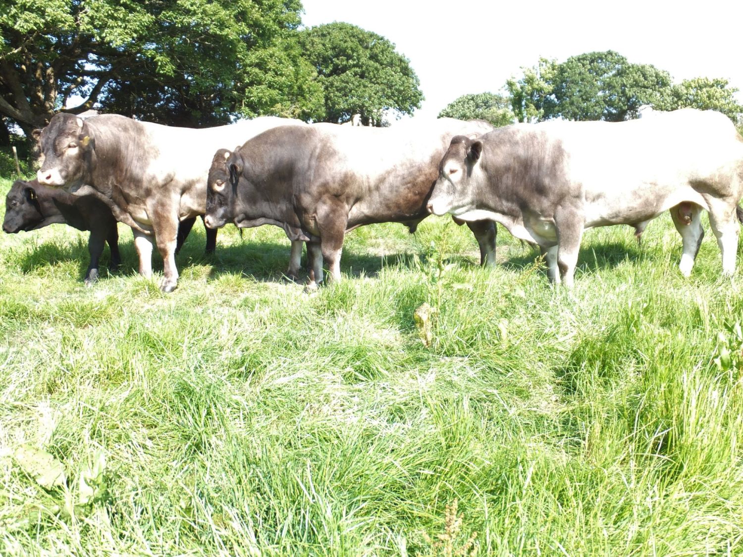 British Bazadaise Cattle Society