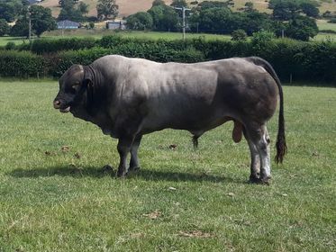 British Bazadaise Cattle Society