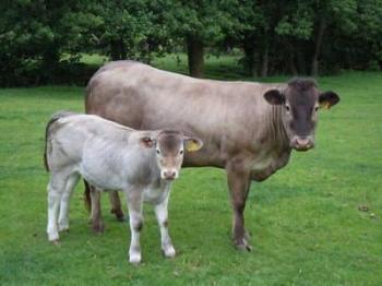 British Bazadaise Cattle Society