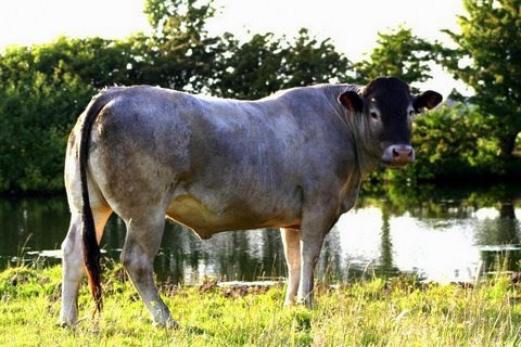 British Bazadaise Cattle Society