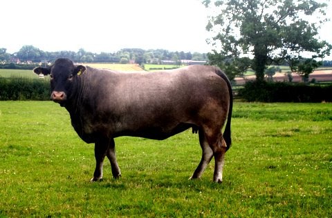British Bazadaise Cattle Society
