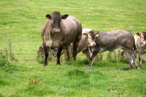 British Bazadaise Cattle Society