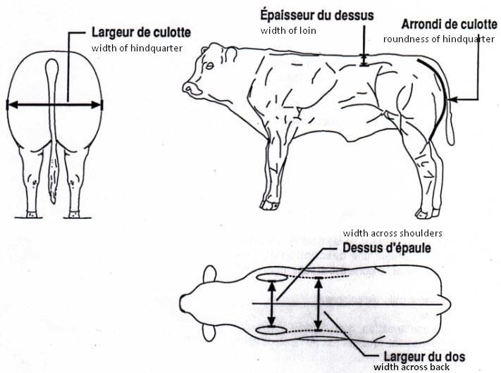 British Bazadaise Cattle Society