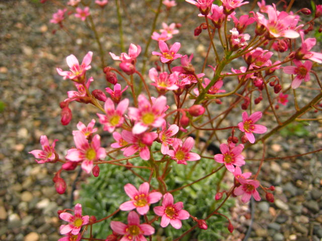 Alpine and rockery Saxifraga or Saxifrage