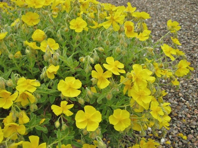 Buy Helianthemum plants