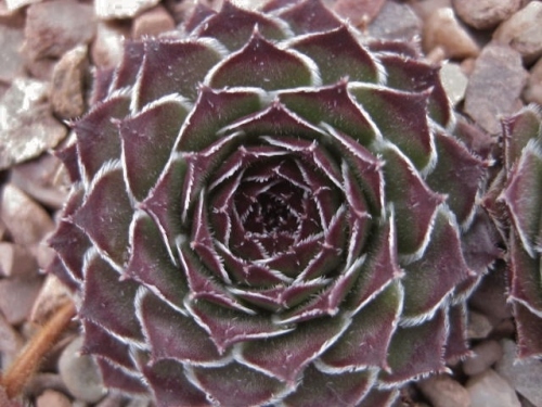 Sempervivum Albertine