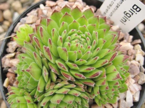Sempervivum Albertine
