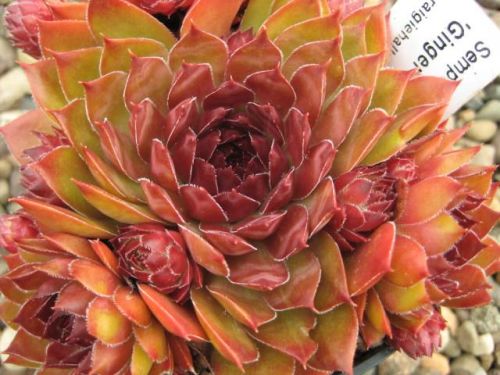 Sempervivum Albertine