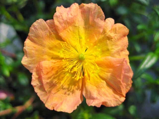 Buy Helianthemum plants