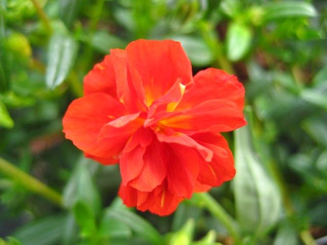 Buy Helianthemum plants