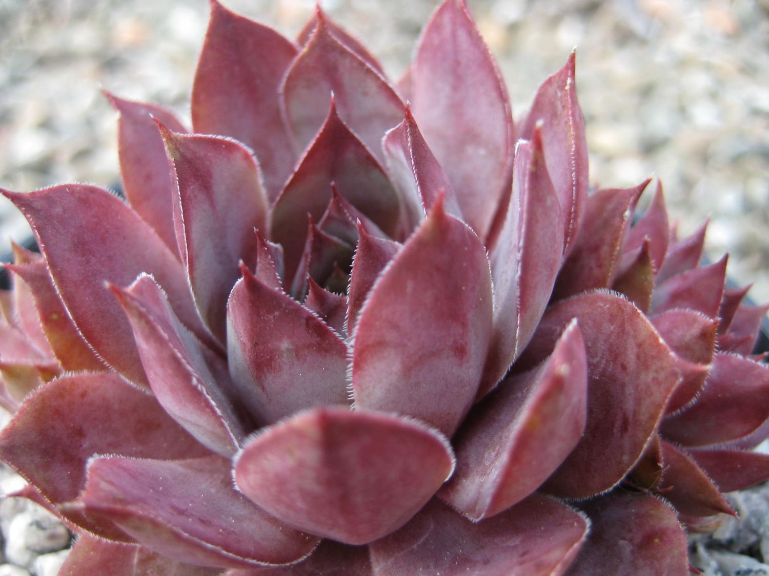 Sempervivum Sunset