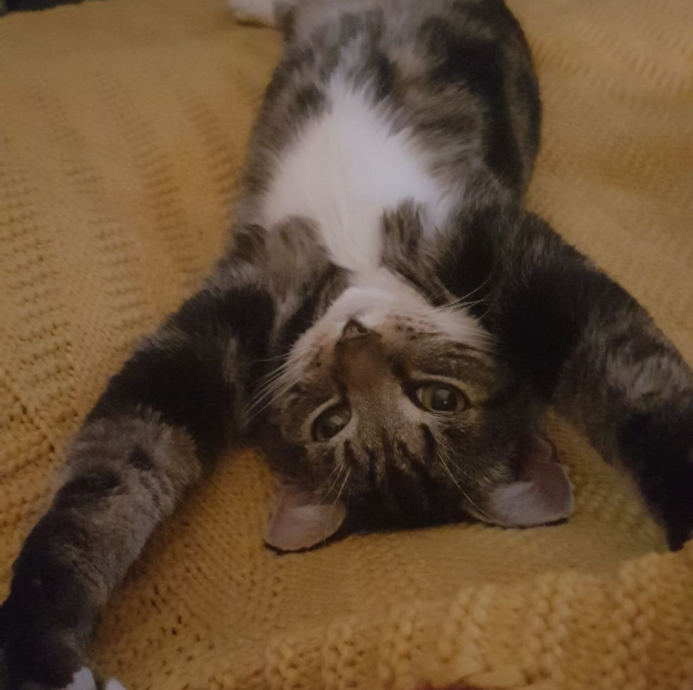 Cats for Re-Homing - BFAS (Brook Farm Animal Sanctuary) - Raunds ...