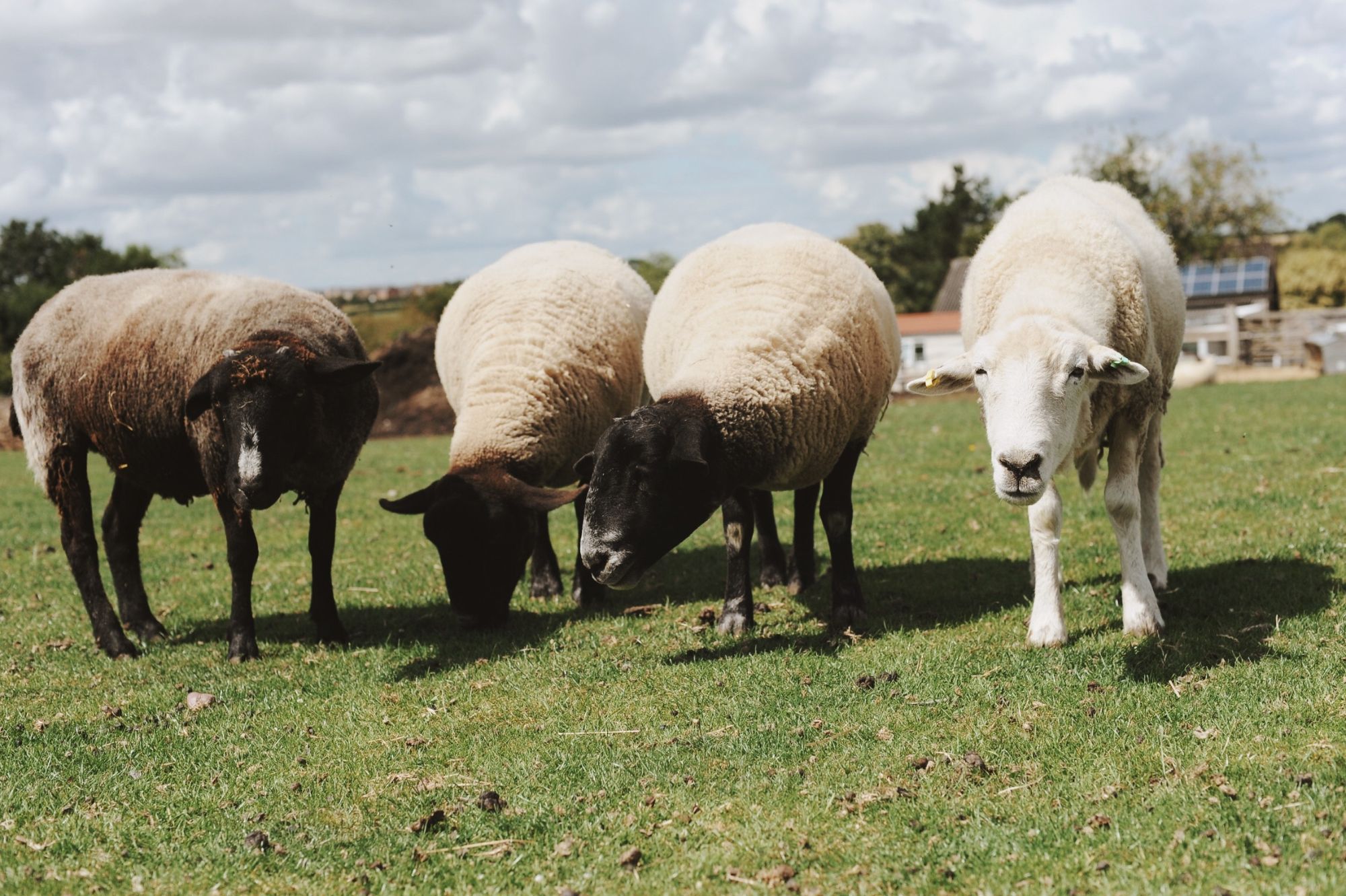 BFAS (Brook Farm Animal Sanctuary) - Raunds, Northamptonshire
