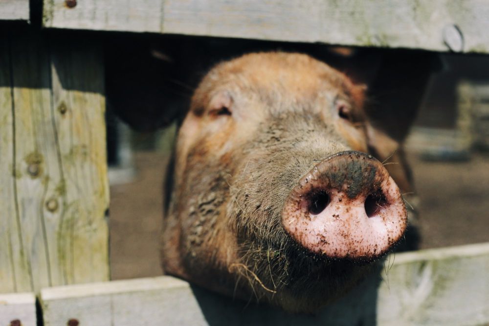 BFAS (Brook Farm Animal Sanctuary) - Raunds, Northamptonshire