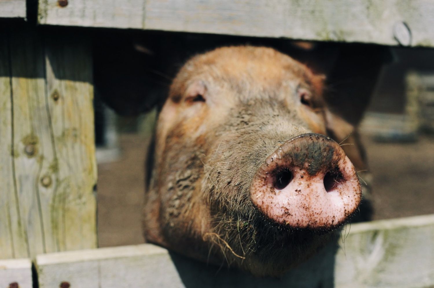 BFAS (Brook Farm Animal Sanctuary) - Raunds, Northamptonshire