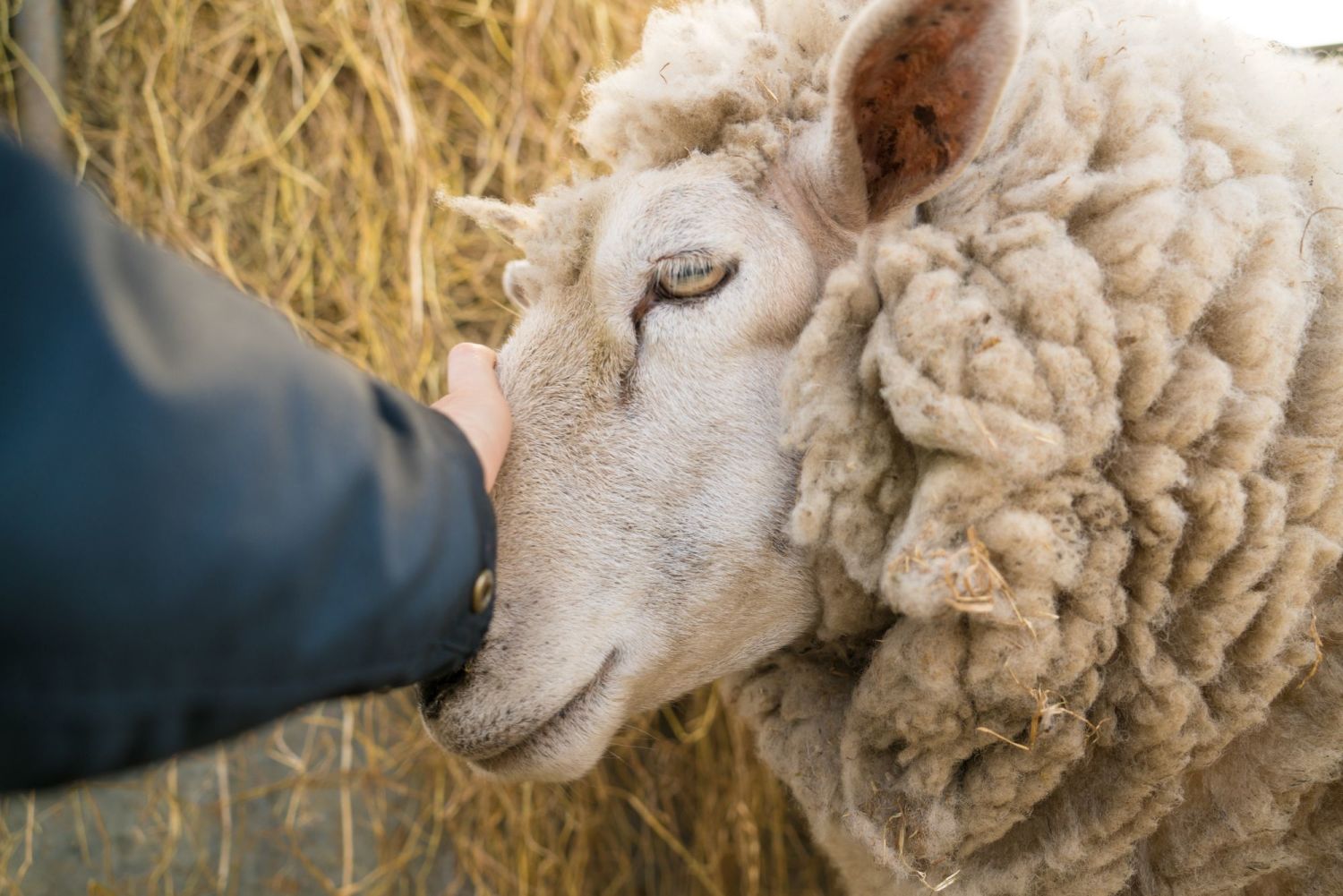 BFAS (Brook Farm Animal Sanctuary) - Raunds, Northamptonshire