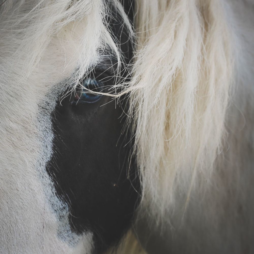 BFAS (Brook Farm Animal Sanctuary) - Raunds, Northamptonshire