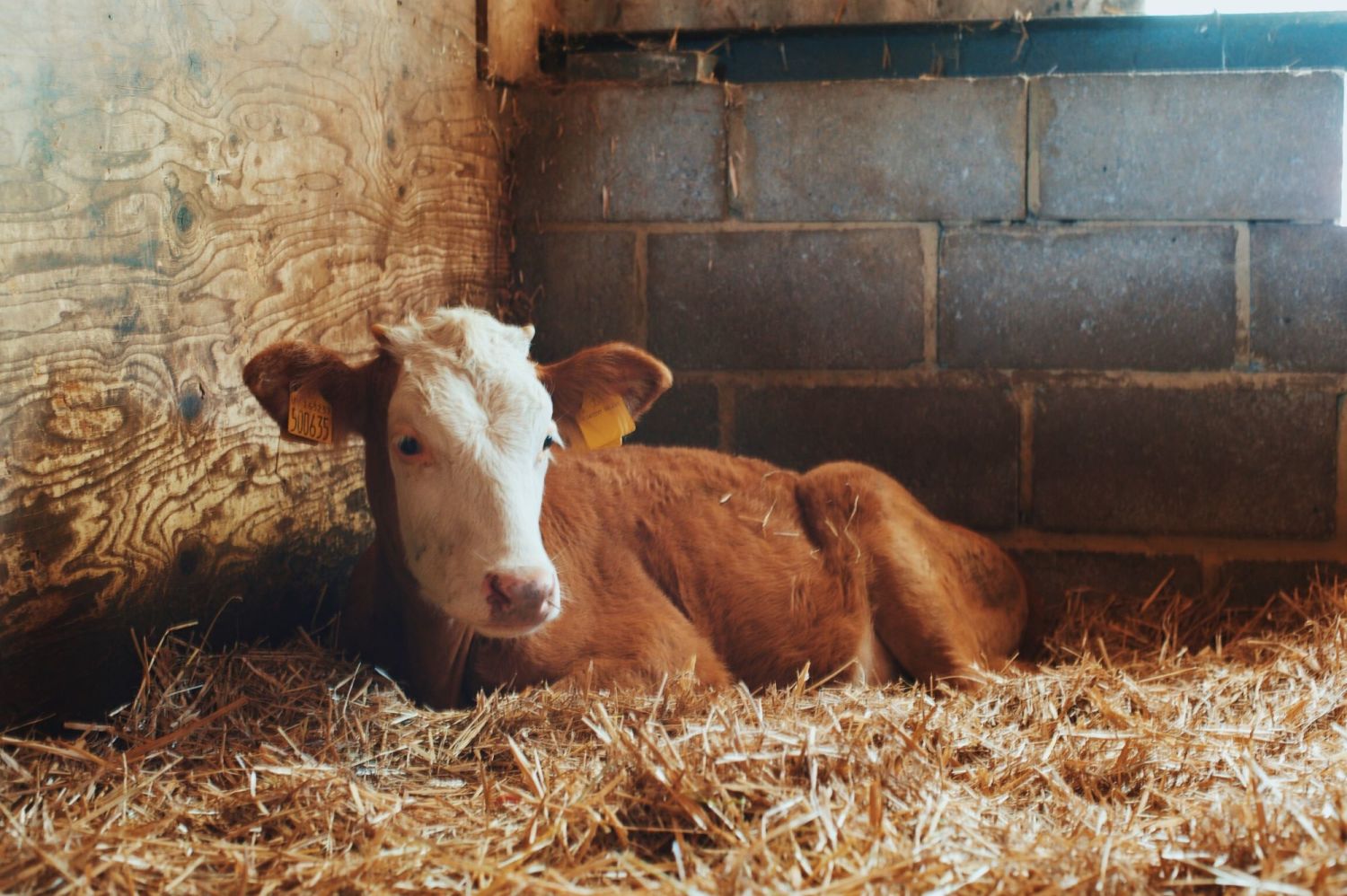 Calf rescue
